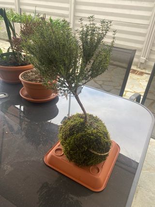 kokedama