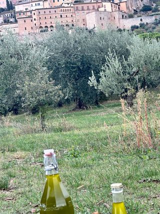 olio nuovo