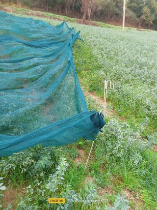 Picchetti in ferro sagomati per telioliv