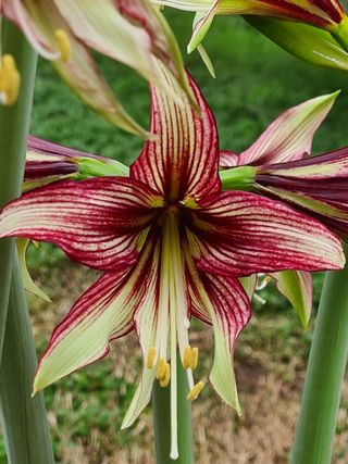 Bulbillo Hippeastrum MYSTICA