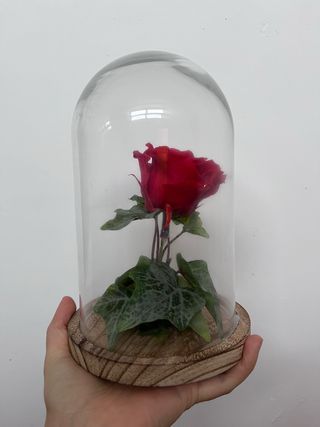 rosa con cupola beauty and beast