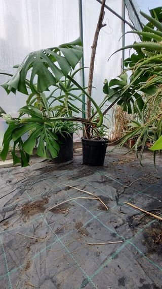 Monstera deliciosa media