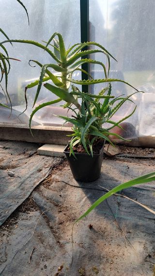 Aloe arborescens 60 cm