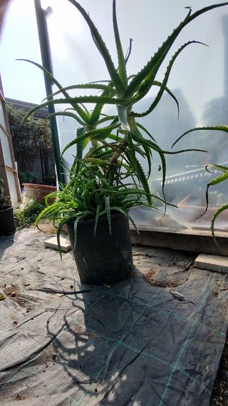 Aloe arborescens 1 metro