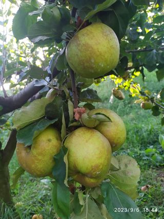 Mele antiche di Monfumo