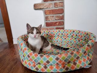 Cuccetta ovale per animali di piccola