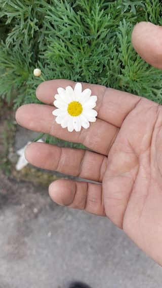Banchetto orafo