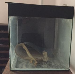 acquario