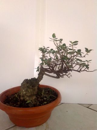 Bonsai Olivastro