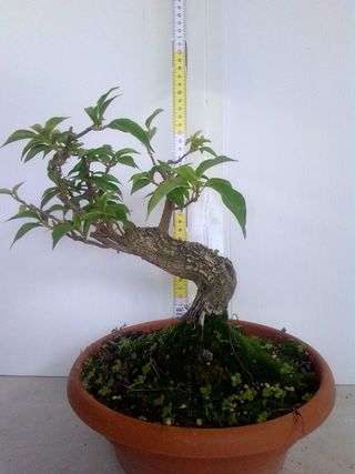 Bonsai Bouganville