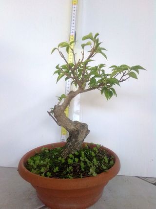 Bonsai Bouganville