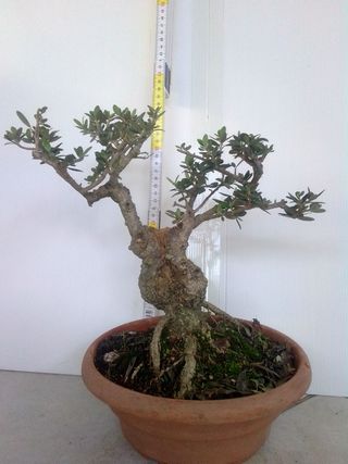 Bonsai Olivastro