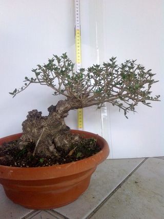 Bonsai Olivastro