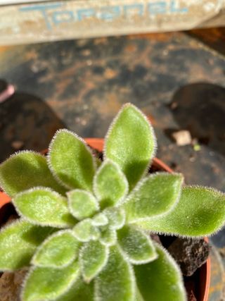 pianta grassa