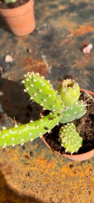 pianta grassa