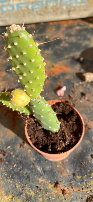 piante grasse