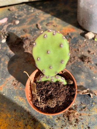 pianta grassa