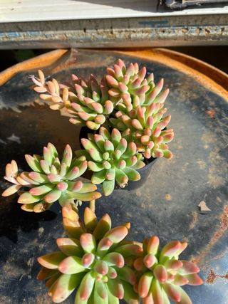 pianta grassa