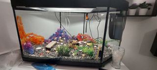 Acquario