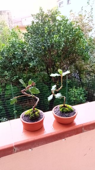 Coppia di Mini bonsai di leccio