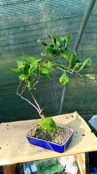 Bonsai di arancio