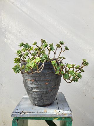 Vaso terracotta rigato color grigio con pianta