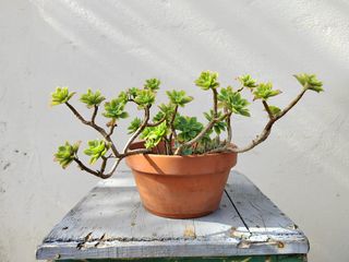 Vaso terracotta con pianta grassa