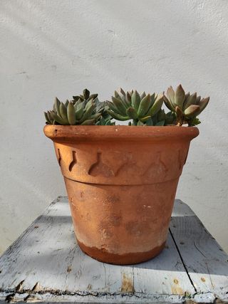 Vaso terracotta con piante grasse