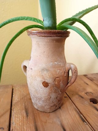Anfora terracotta + Pianta aloe