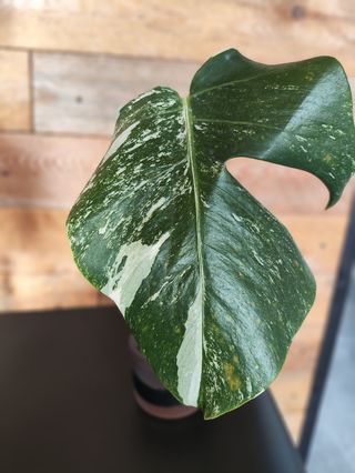 MONSTERA VARIEGATA TALEA
