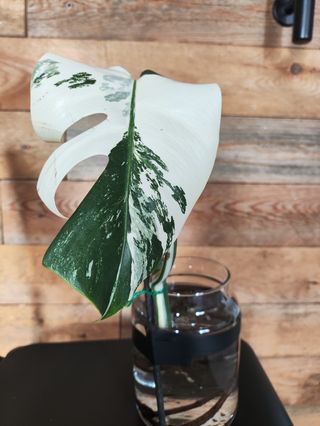 MONSTERA VARIEGATA