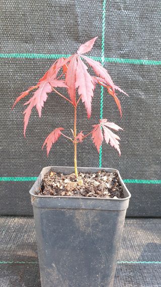 1 pianta di acero Giapponese Palmato Rosso