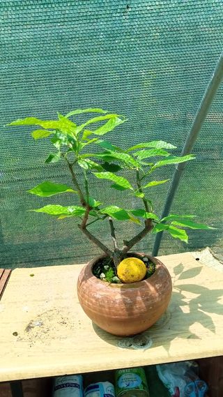 Bonsai di limone