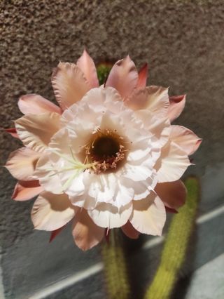 1 vaso hildewintera come in foto