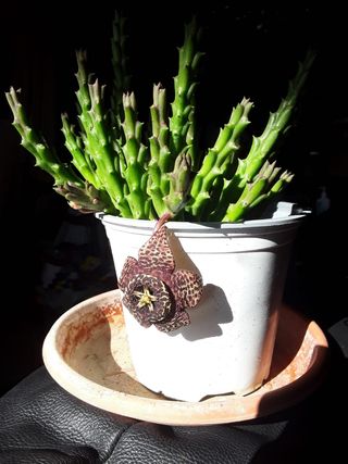 1 vaso Stapelia variegata