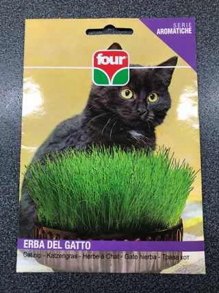 Erba gatta