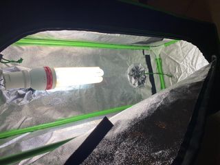 grow box