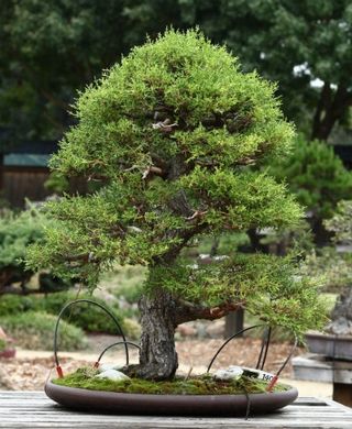 Semi cipresso bonsai