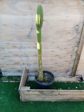 Cactus Parodia Leninghausii