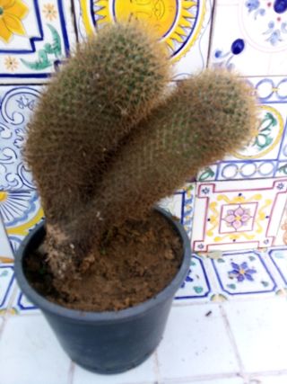 Cactus Parodia Leninghausii