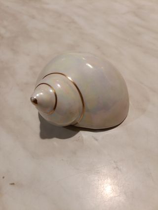 Conchiglia in ceramica