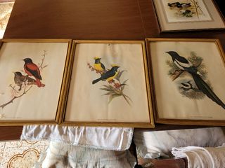 Stampe anni 50 a tema uccellini