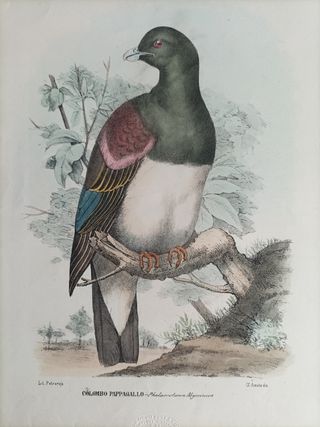 Colombo Litografia antica originale