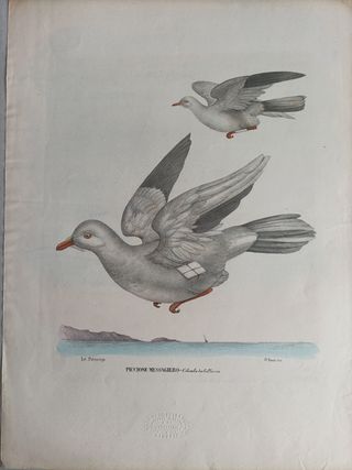 Piccione viaggiatore litografia antica