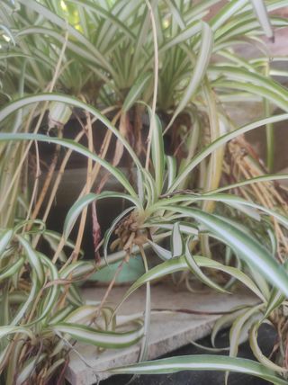 Vendo nastrino o pianta ragno