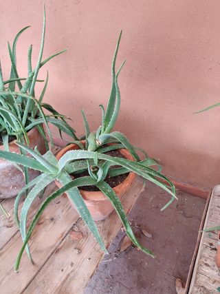 Piante grasse