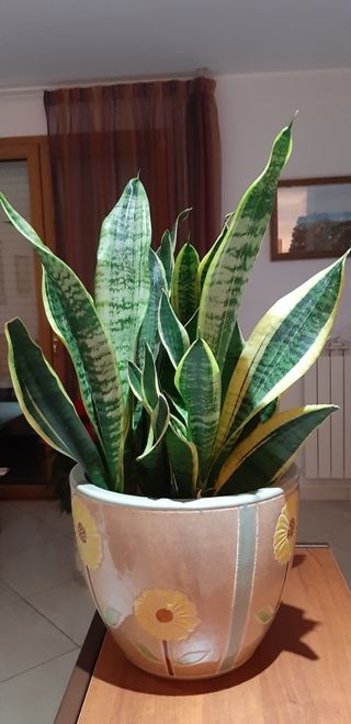 Pianta di sanseveria con vaso in terraco