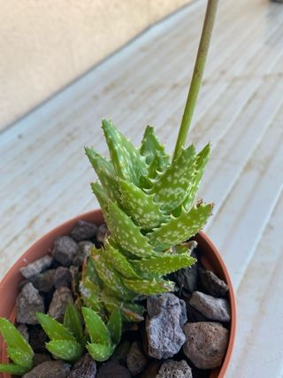 aloe juvenna