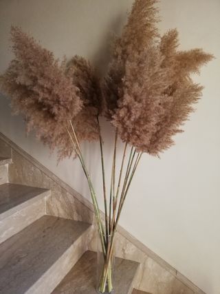 Pampass grass home decor
