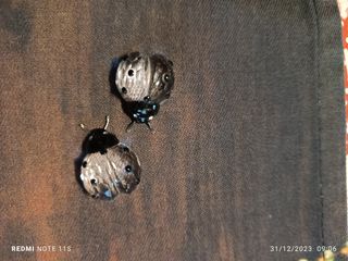 Swarovski coccinelle